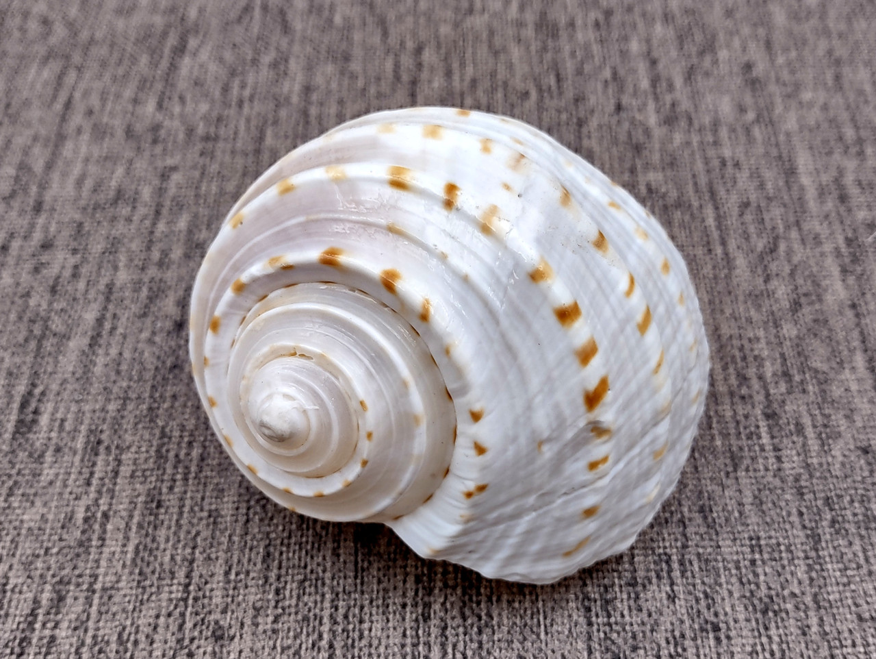 Spotted Tun Seashell Tonna Tessalata (1 shell approx. 4+ inches ...