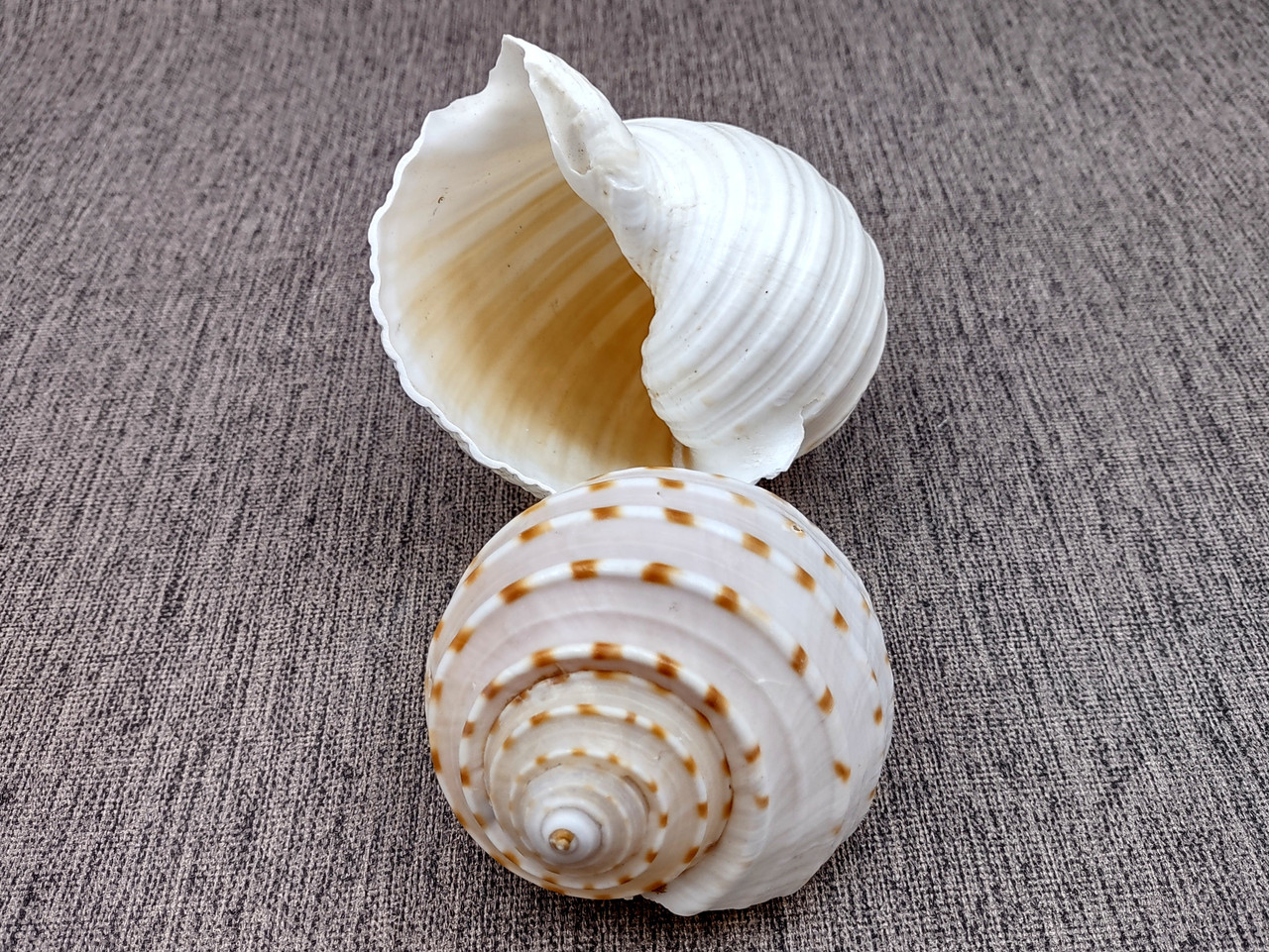 Spotted Tun Seashell Tonna Tessalata (1 shell approx. 4+ inches ...