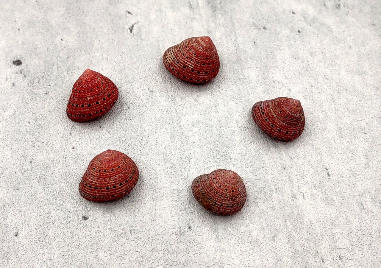Strawberry Top Red Seashells Clanculus Puniceus (5 shells approx. 0.5 ...
