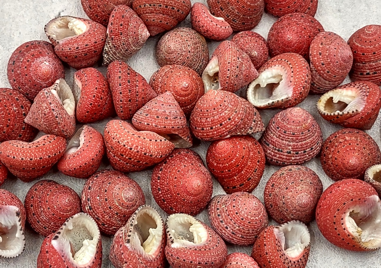 Strawberry Top Red Seashells Clanculus Puniceus (5 shells approx. 0.5 ...