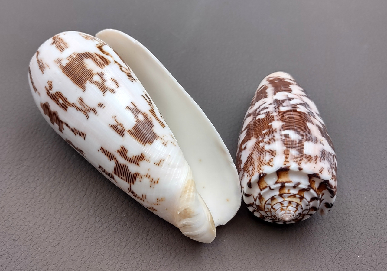 Striated Cone Seashells Conus Striatus (2 shells 3+ inches) Great for ...