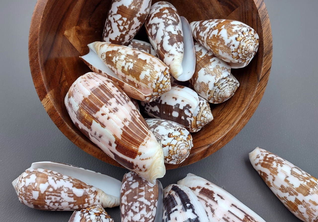 Striated Cone Seashells Conus Striatus (2 shells 3+ inches) Great for ...