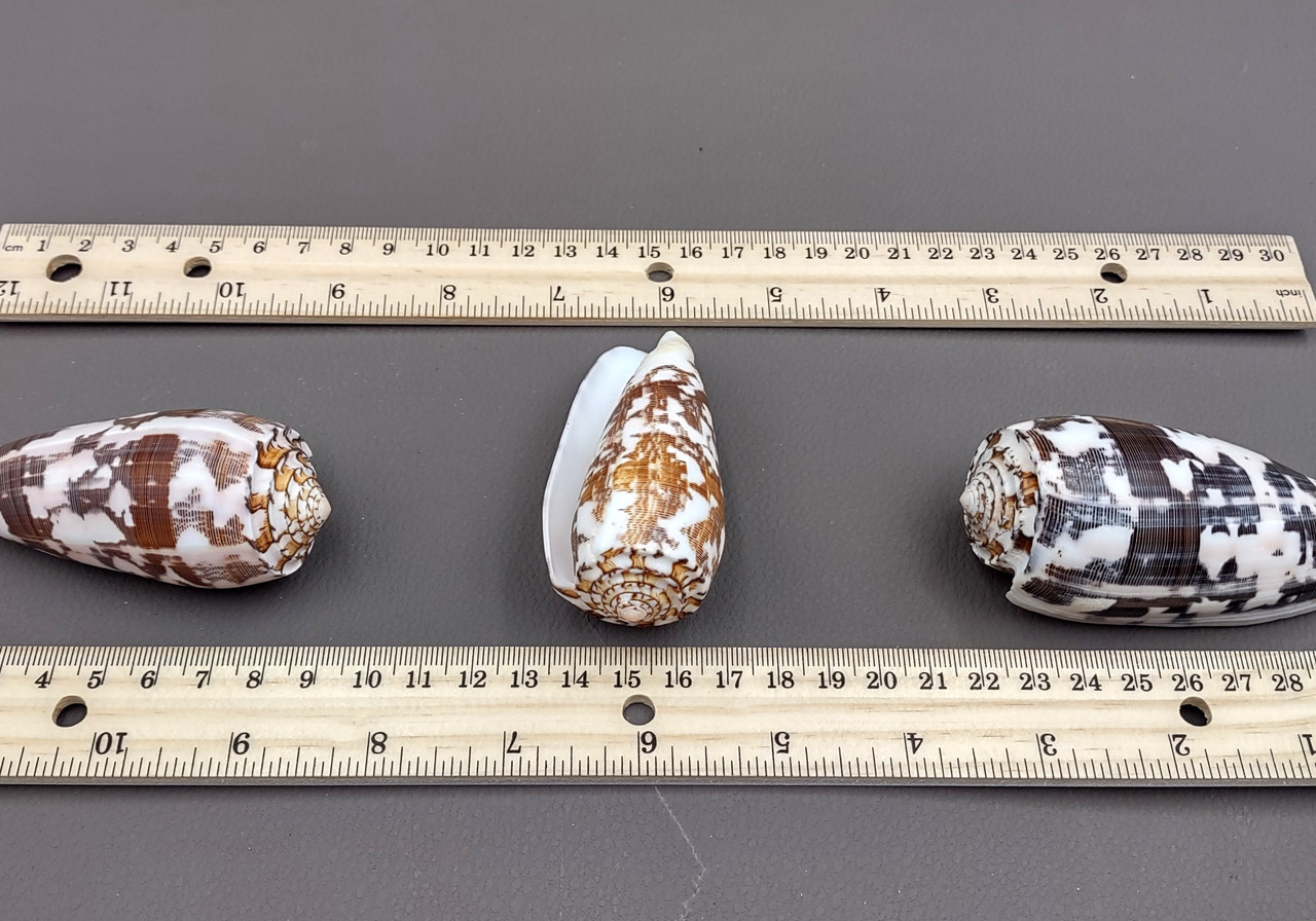 Striated Cone Seashells Conus Striatus (2 shells 3+ inches) Great for ...