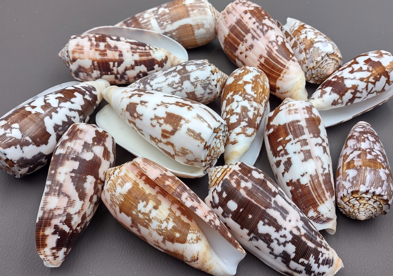 Striated Cone Seashells Conus Striatus (2 shells 3+ inches) Great for ...