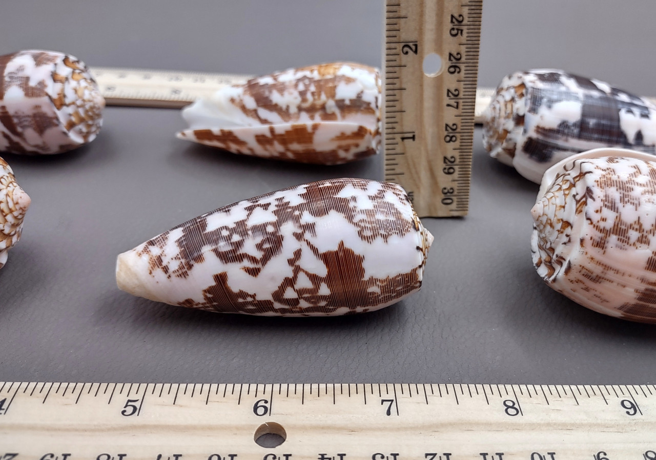 Striated Cone Seashells Conus Striatus (2 shells 3+ inches) Great for ...