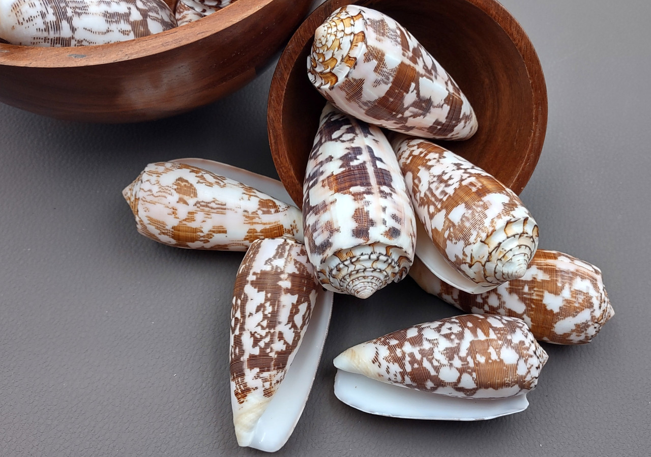 Striated Cone Seashells Conus Striatus (2 shells 3+ inches) Great for ...