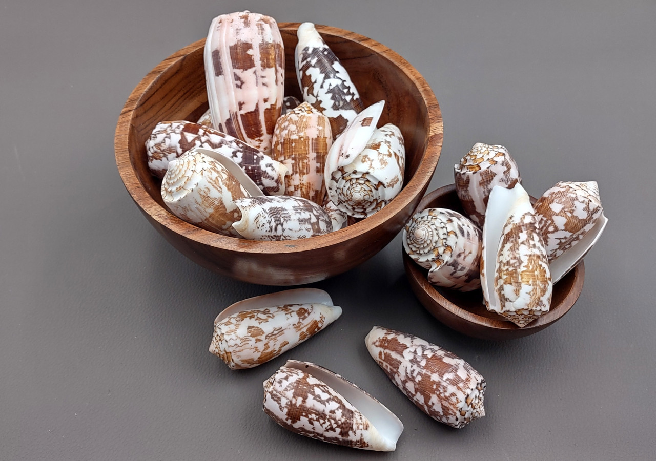 Striated Cone Seashells Conus Striatus (2 shells 3+ inches) Great for ...