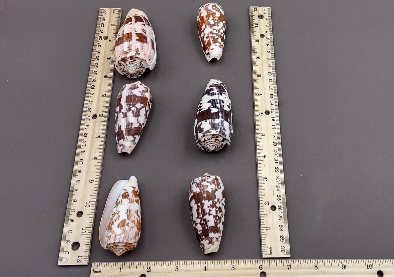 Striated Cone Seashells Conus Striatus (2 shells 3+ inches) Great for ...