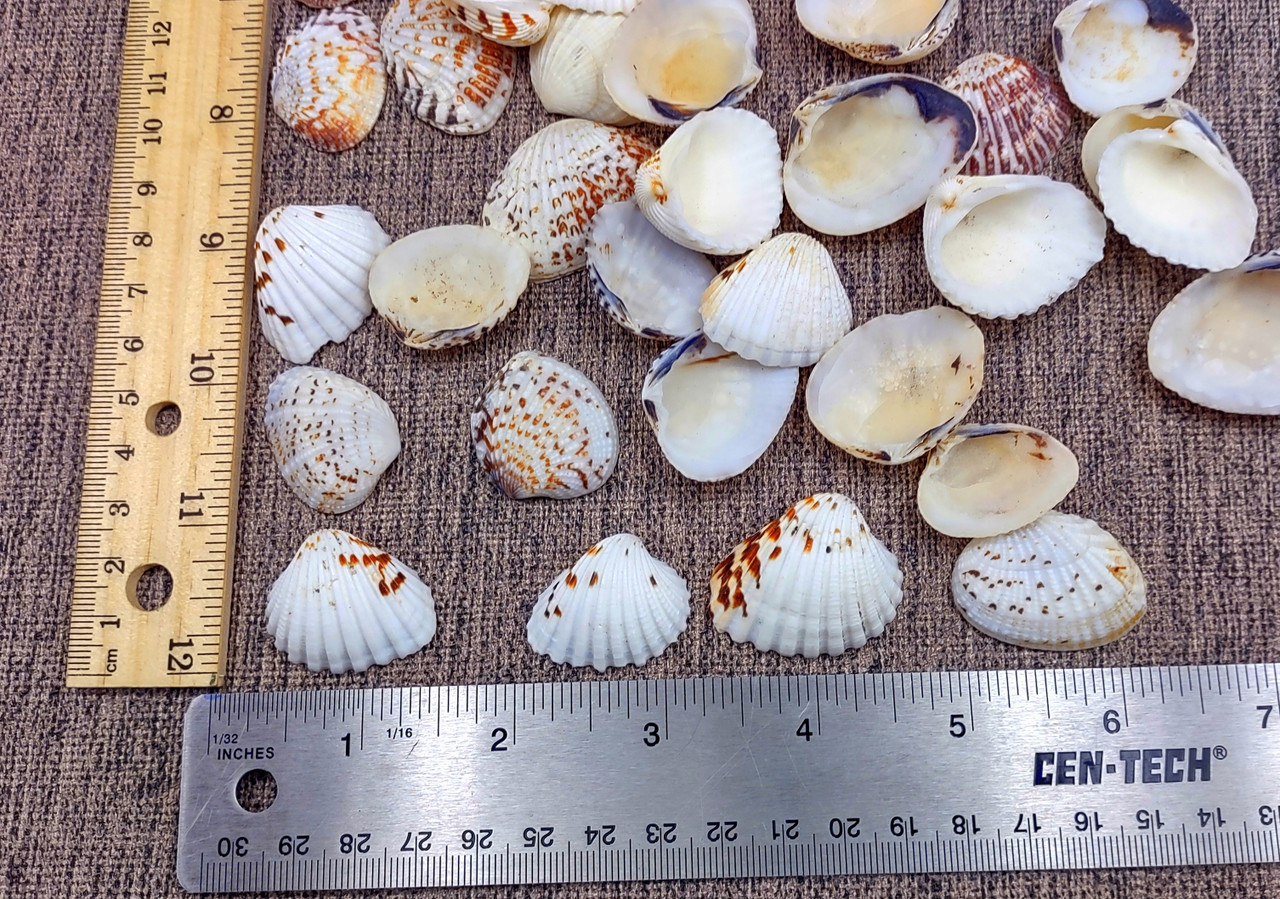Spotted Clam Seashells Clycymeris Pectunculus (approx. 1 cup 35+ shells ...