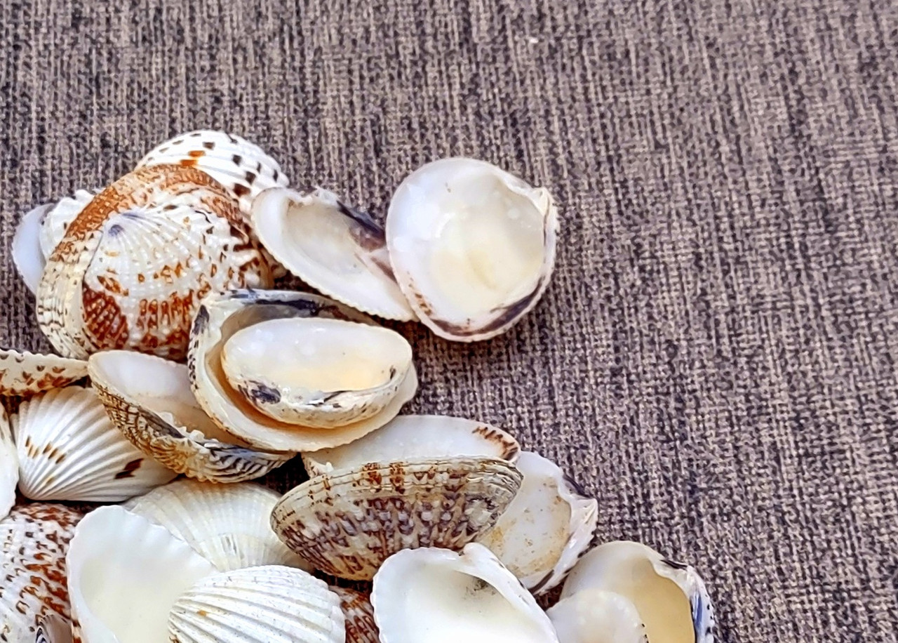 Spotted Clam Seashells Clycymeris Pectunculus (approx. 1 cup 35+ shells ...