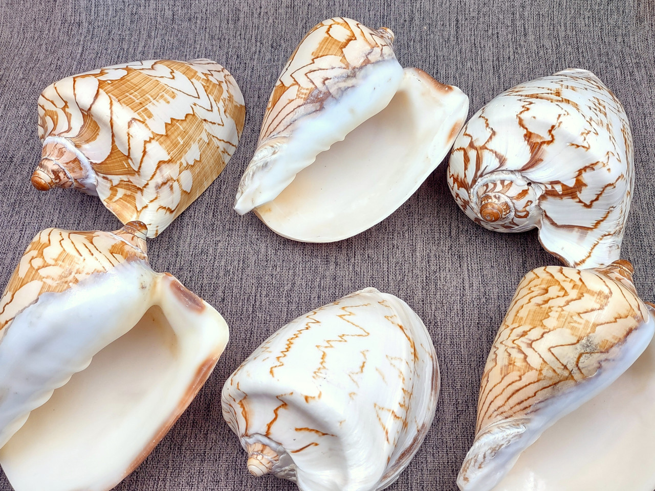 Noble Volute Seashell Voluta Nobilis (1 shell approx. 6+ inches) Great ...