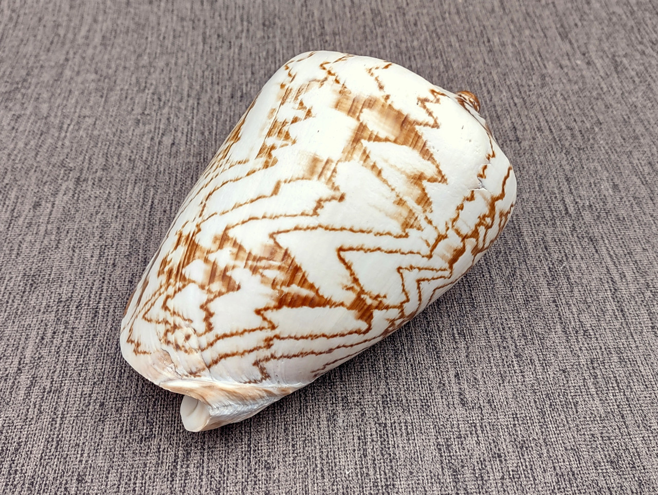 Noble Volute Seashell Voluta Nobilis (1 shell approx. 6+ inches) Great ...