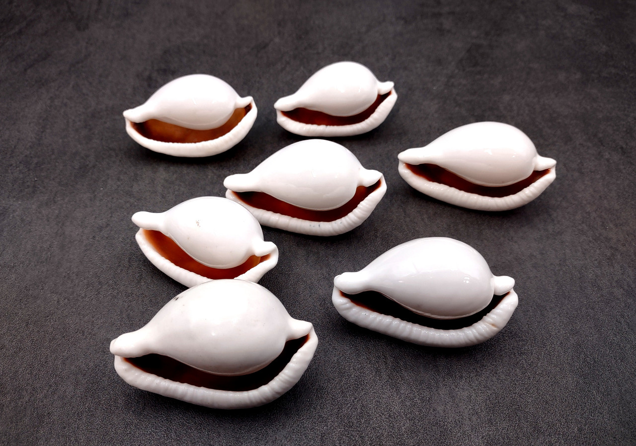 Egg Cowrie White Seashell Ovula Ovum (1 shell approx. 2+ inches ...