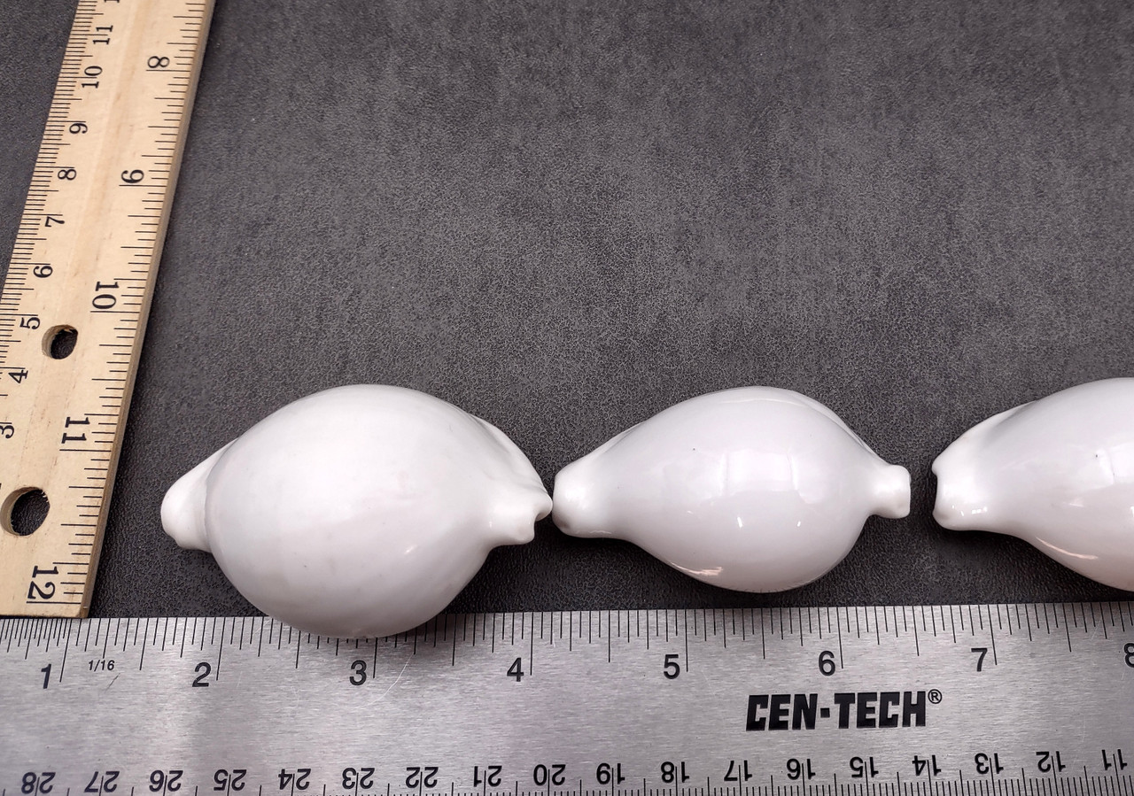 Egg Cowrie White Seashell Ovula Ovum (1 shell approx. 2+ inches ...