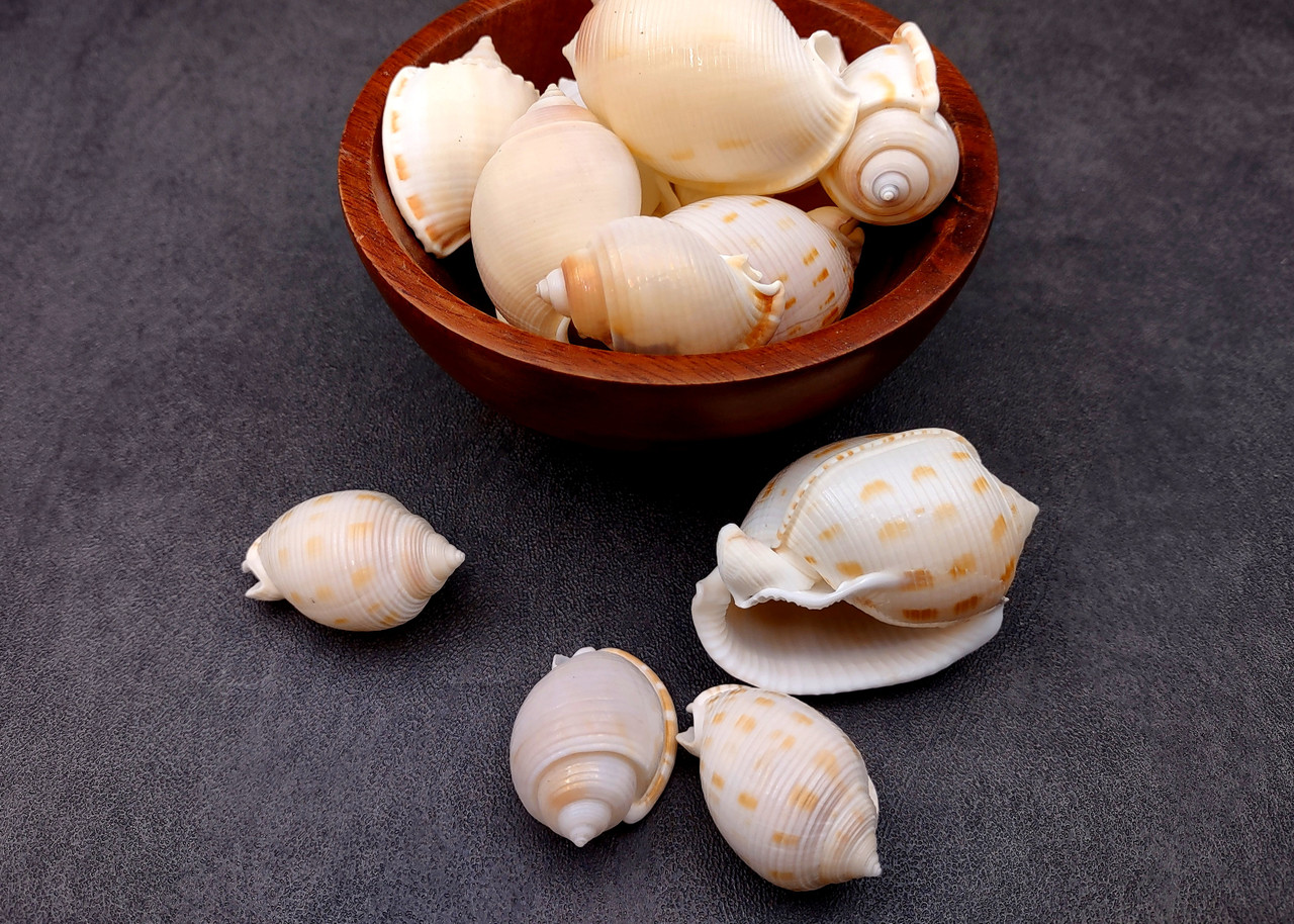 Japanese Bonnet Seashells Phalium Bisulcatum (10 shells approx. 1.5 ...