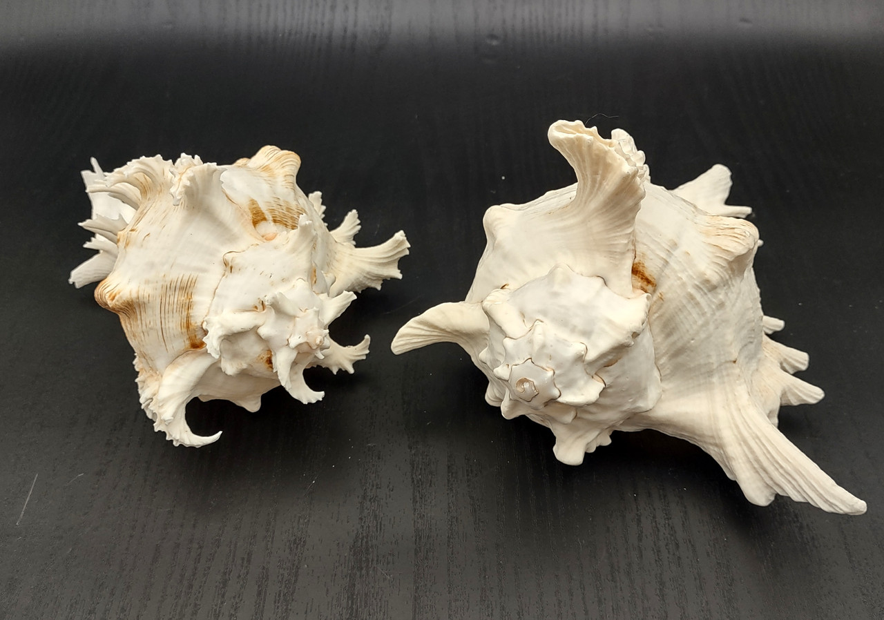 Ramose Murex Seashell Chicoreus Ramosus (1 shell approx. 6+ inches) Nice shells for coastal ...