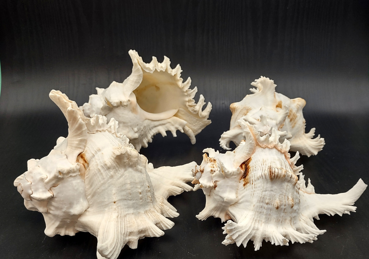 Ramose Murex Seashell Chicoreus Ramosus (1 shell approx. 6+ inches ...