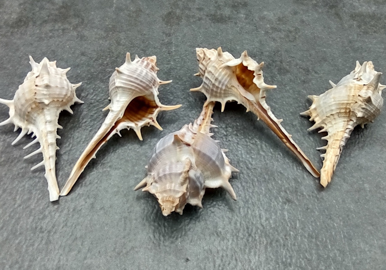 Murex Ternispina Seashells (5 shells 2+ inches) Superb shells for ...