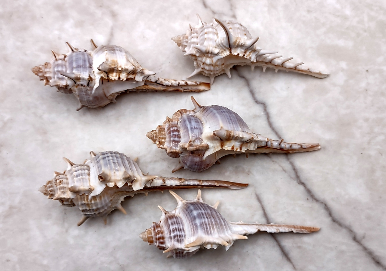Murex Ternispina Seashells - (5 shells 2-3 inches)
