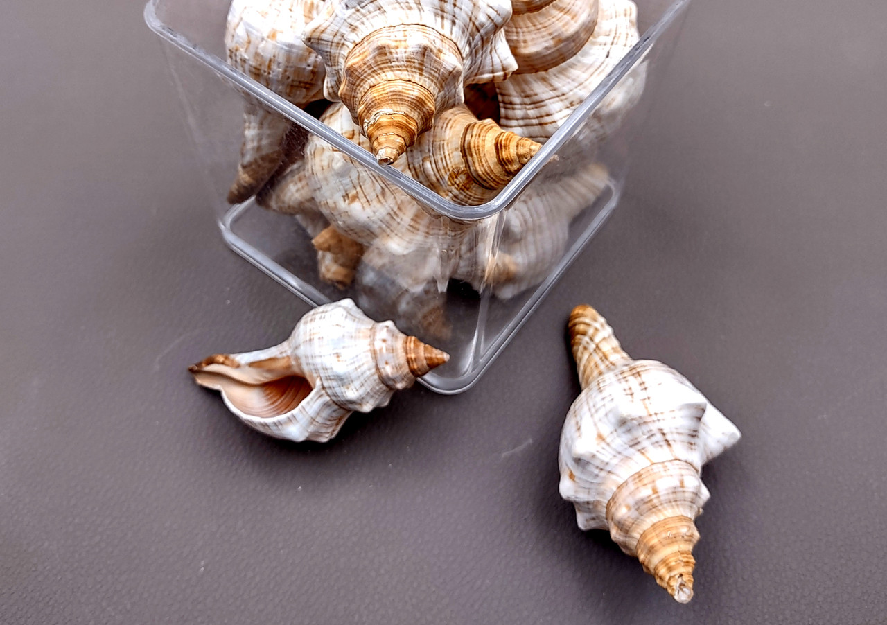 Small Fox Seashell Striped Fasciolaria Trapezium (3 shells approx. 2 ...