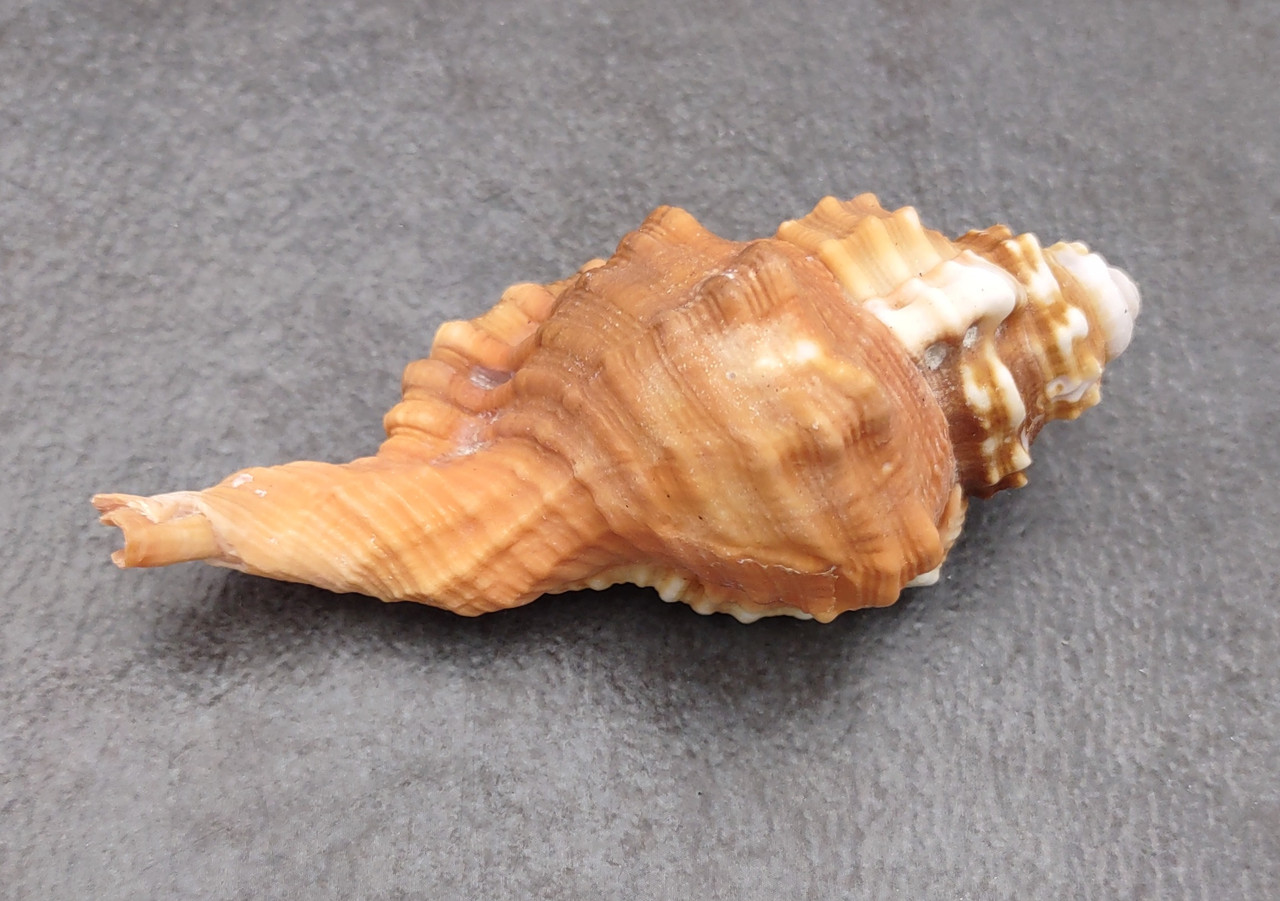 Pear Triton Seashell Cymatium Pyrum (1 shell approx. 3+ inches ...