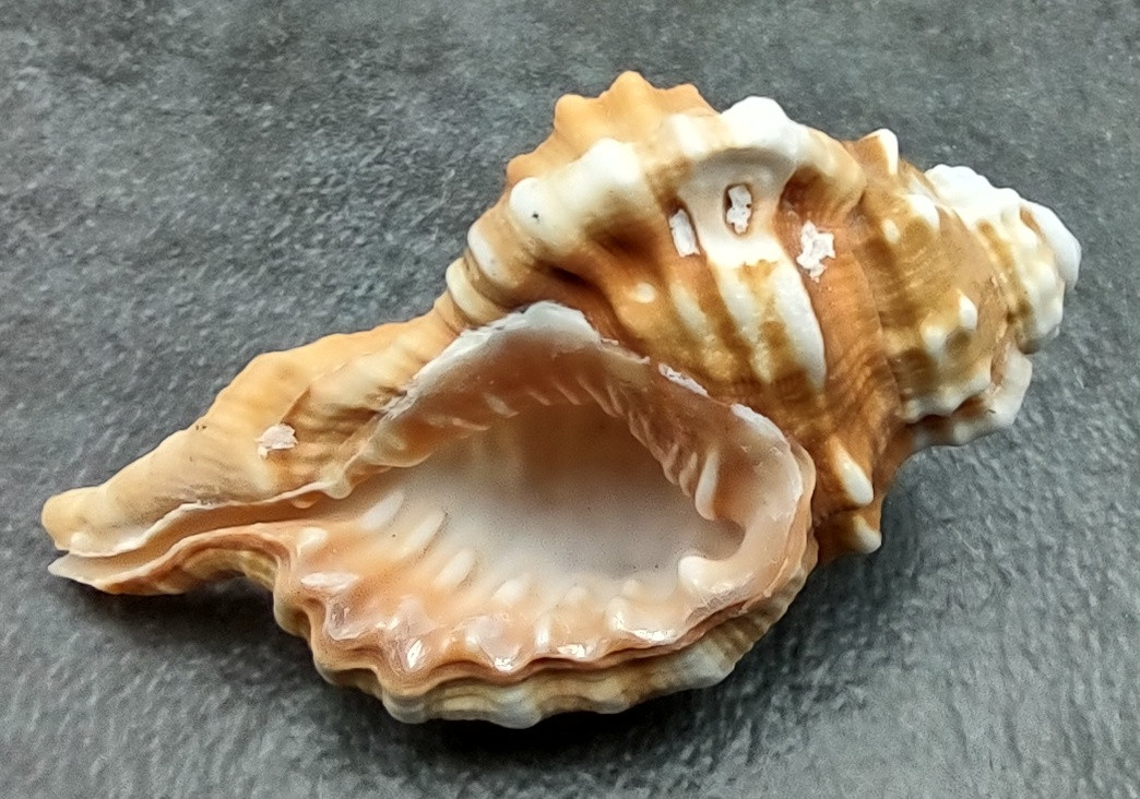 Pear Triton Seashell Cymatium Pyrum (1 shell approx. 3+ inches ...