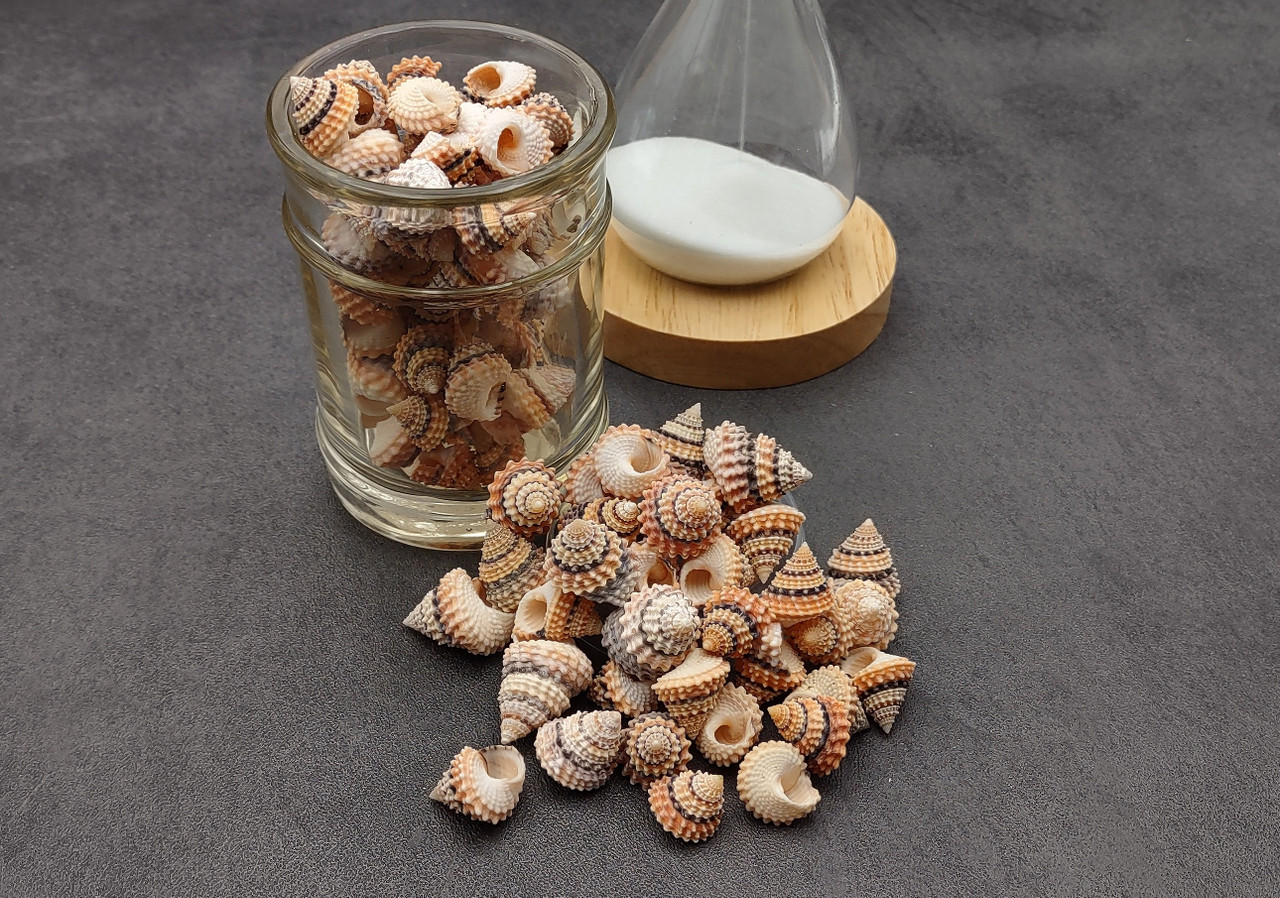 Coronate Prickly Winkle Seashells Tectarius Coronatus (6 shells approx ...