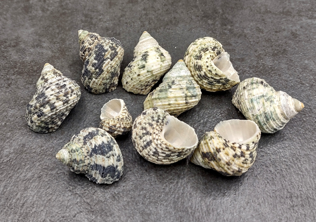 Jade Green Turbo Seashells Turbo Brunneus (10 shells approx. 1+ inches ...