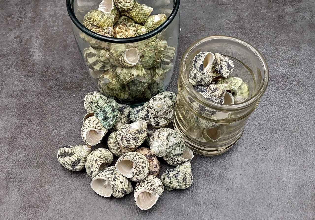 Jade Green Turbo Seashells Turbo Brunneus (10 shells approx. 1+ inches ...