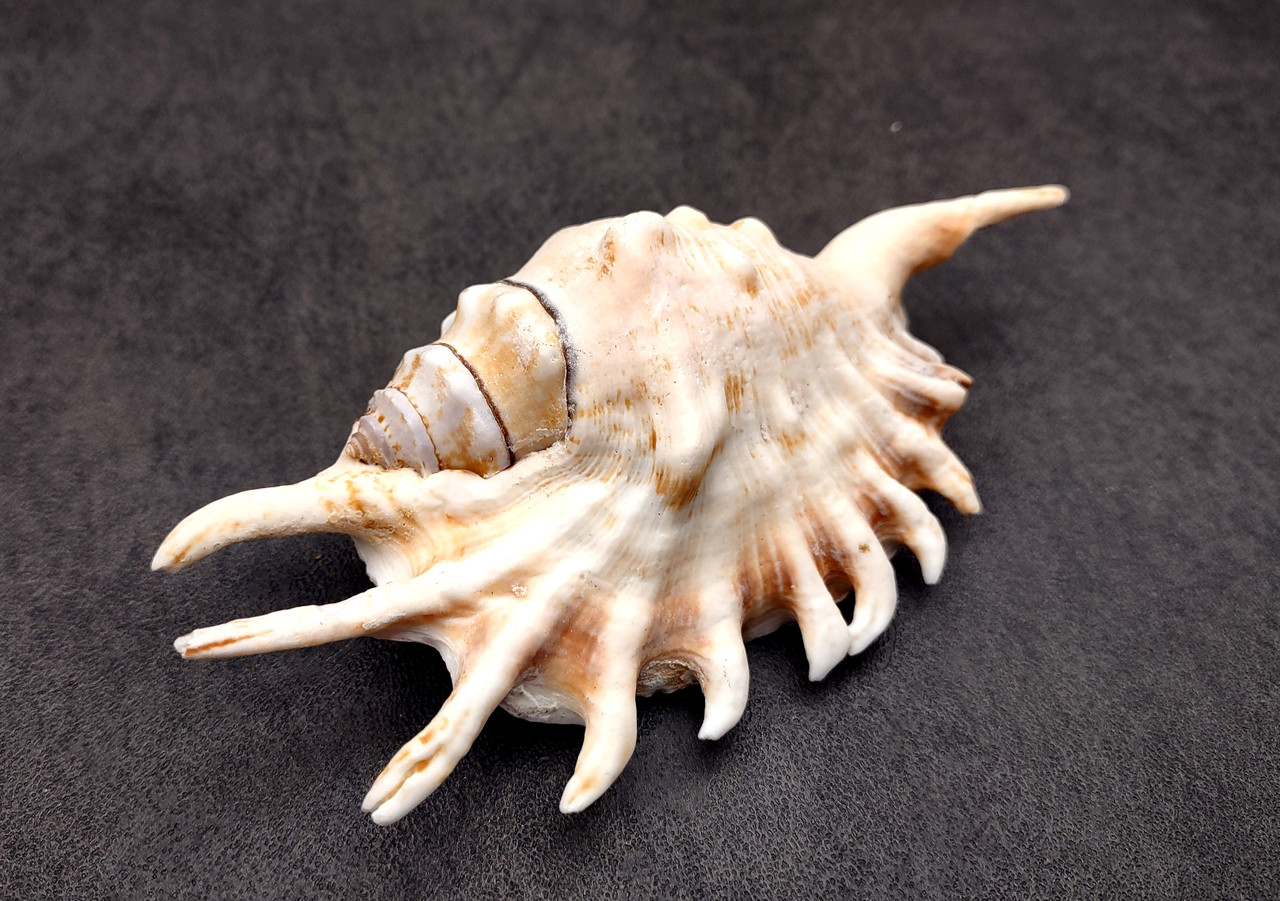 Millipede Conch Seashell Lambis Millepeda (1 shell approx. 4+ inches ...