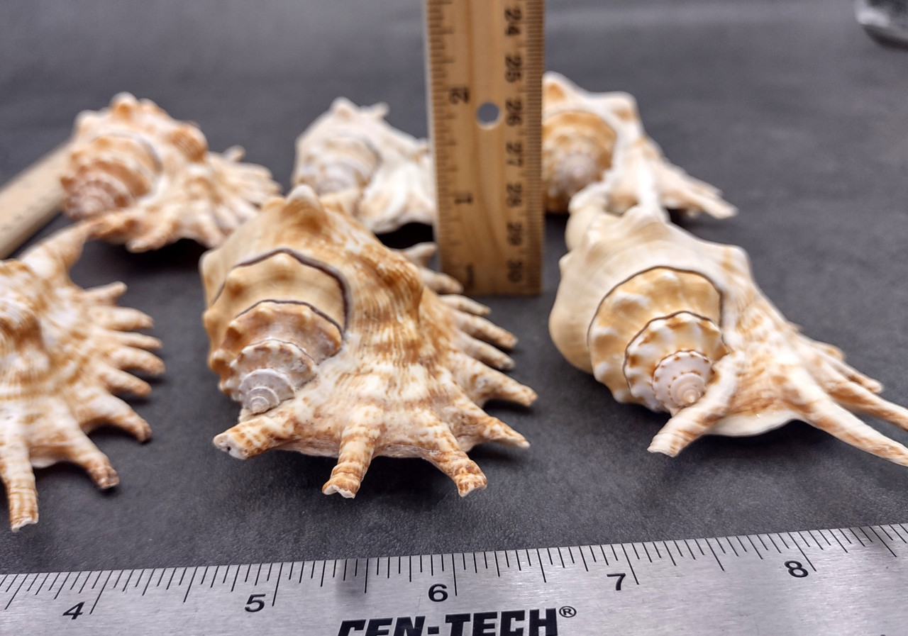 Millipede Conch Seashell Lambis Millepeda (1 shell approx. 4+ inches ...