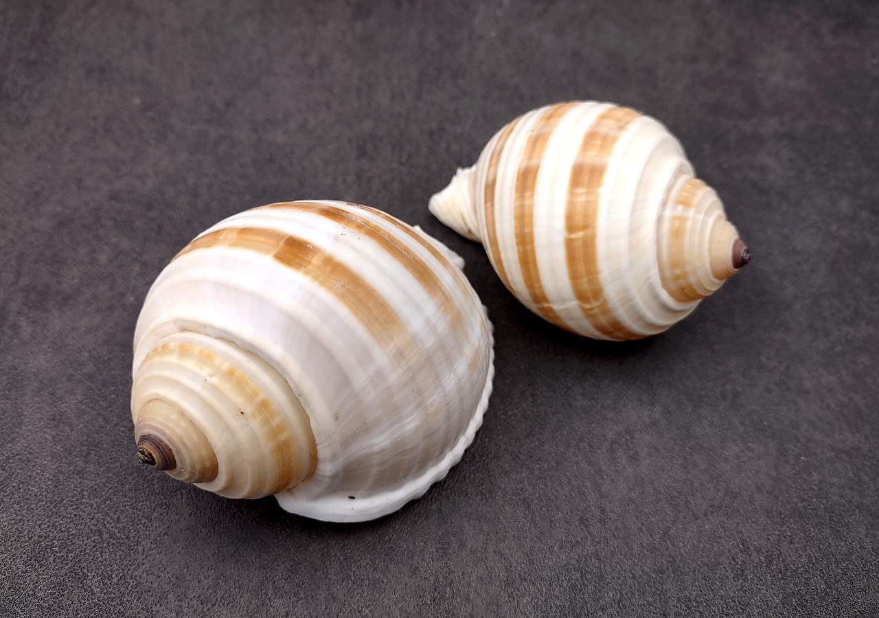 Large Striped Tun Seashells Tonna Sulcosa (2 shells approx. 3+ inches ...