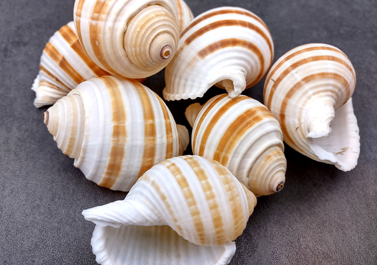 Large Striped Tun Seashells Tonna Sulcosa (2 shells approx. 3+ inches ...