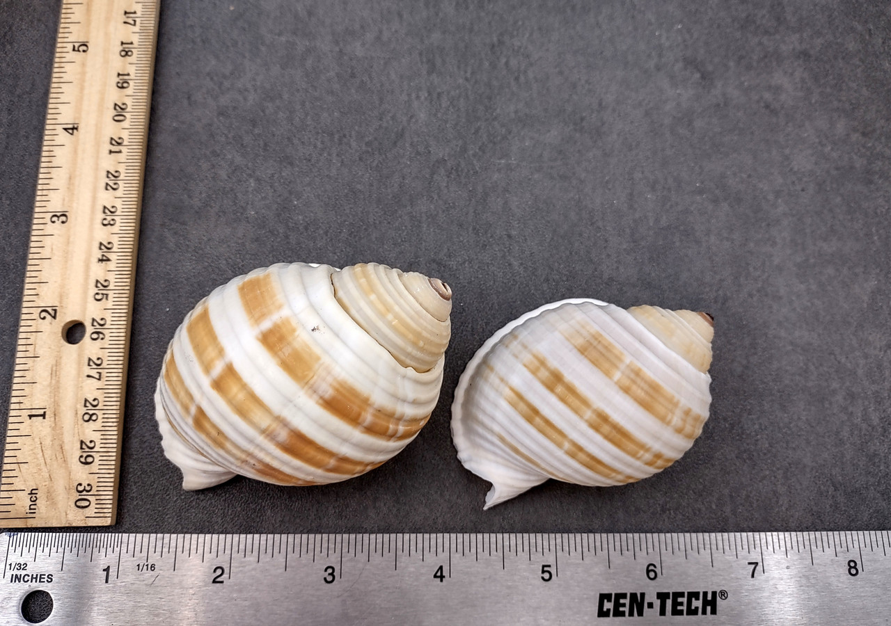 Large Striped Tun Seashells Tonna Sulcosa (2 shells approx. 3+ inches ...