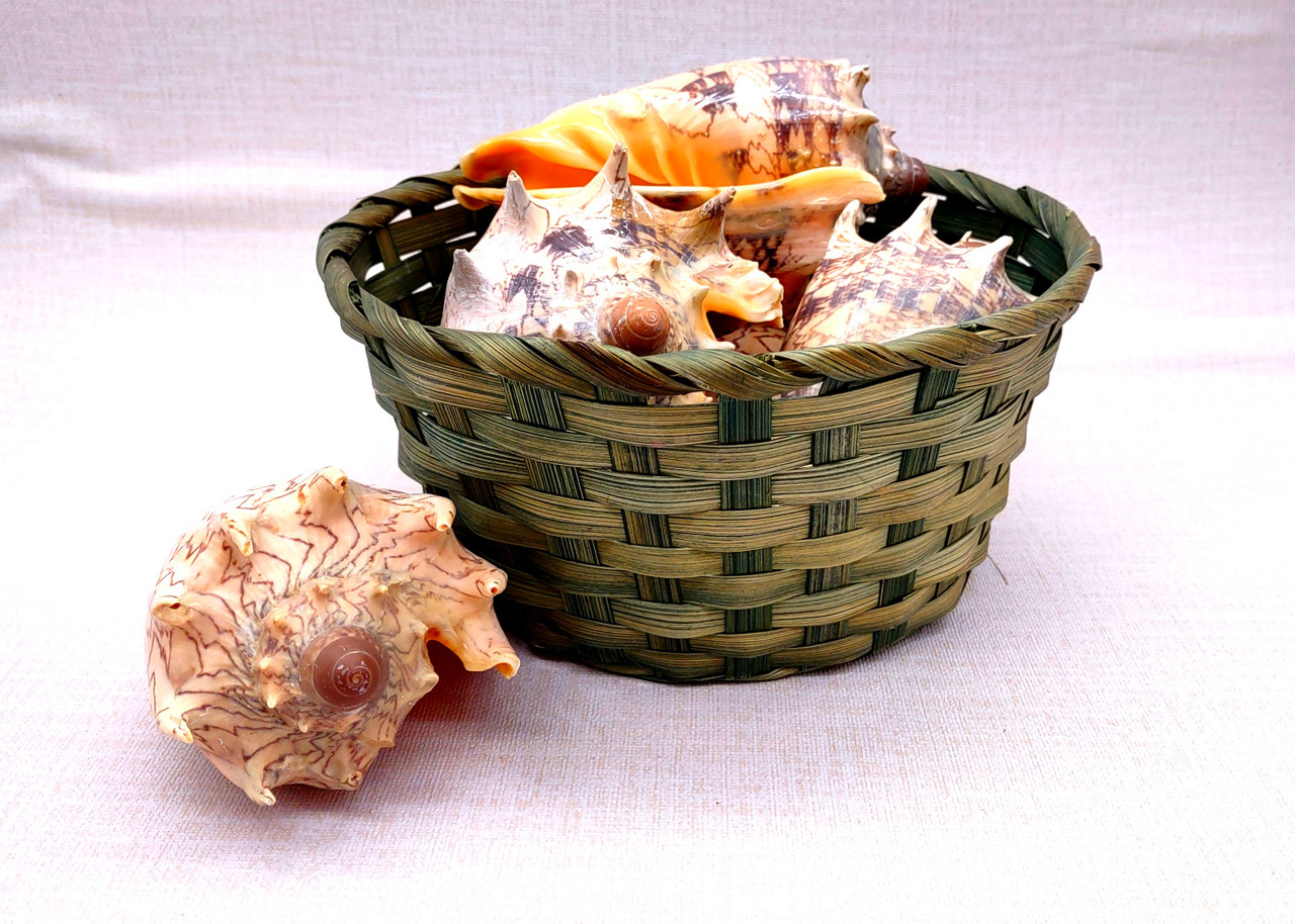 Imperial Volute Seashell Voluta Imperialis (1 shell approx. 5+ inches ...