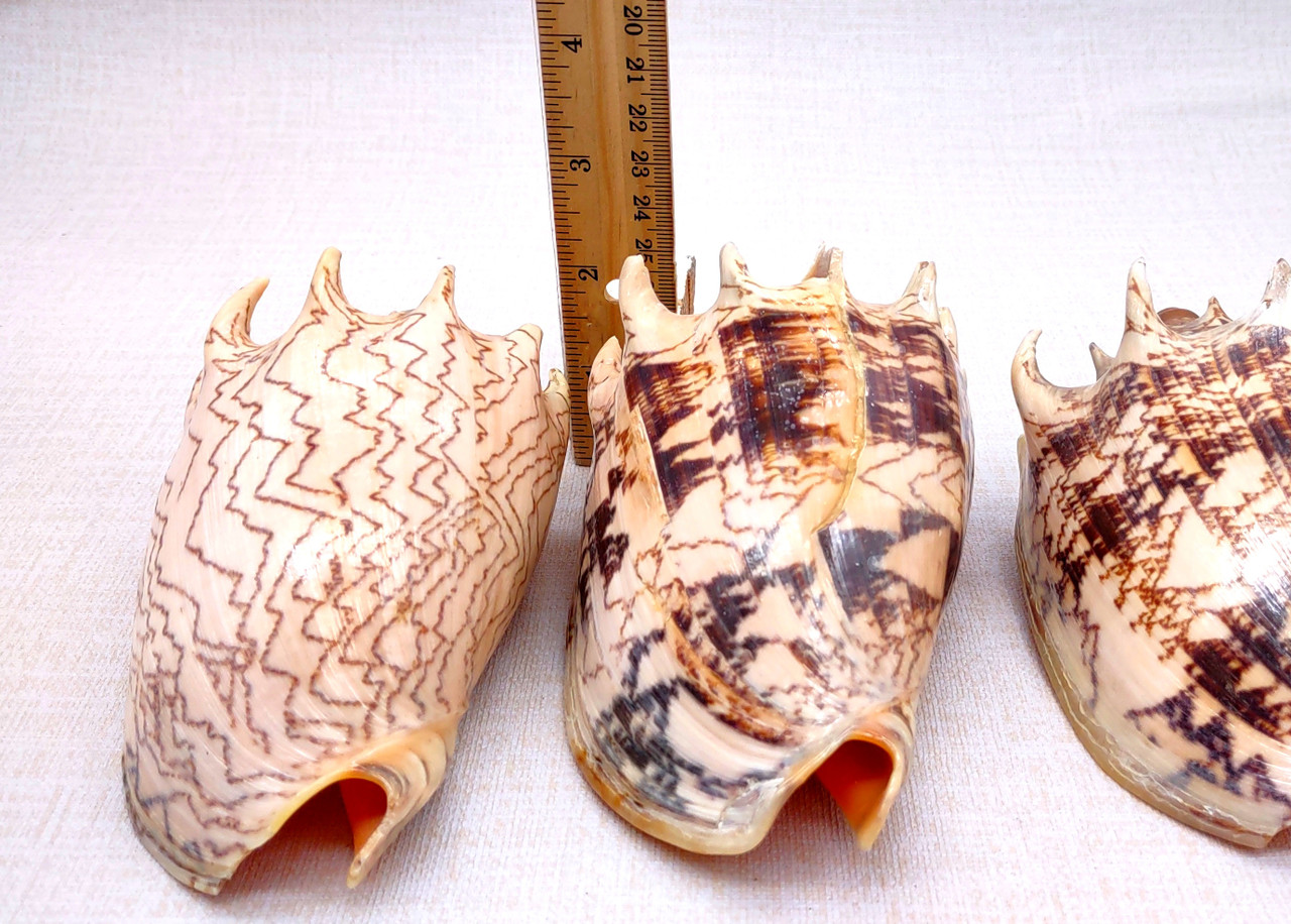 Imperial Volute Seashell Voluta Imperialis (1 shell approx. 5+ inches ...