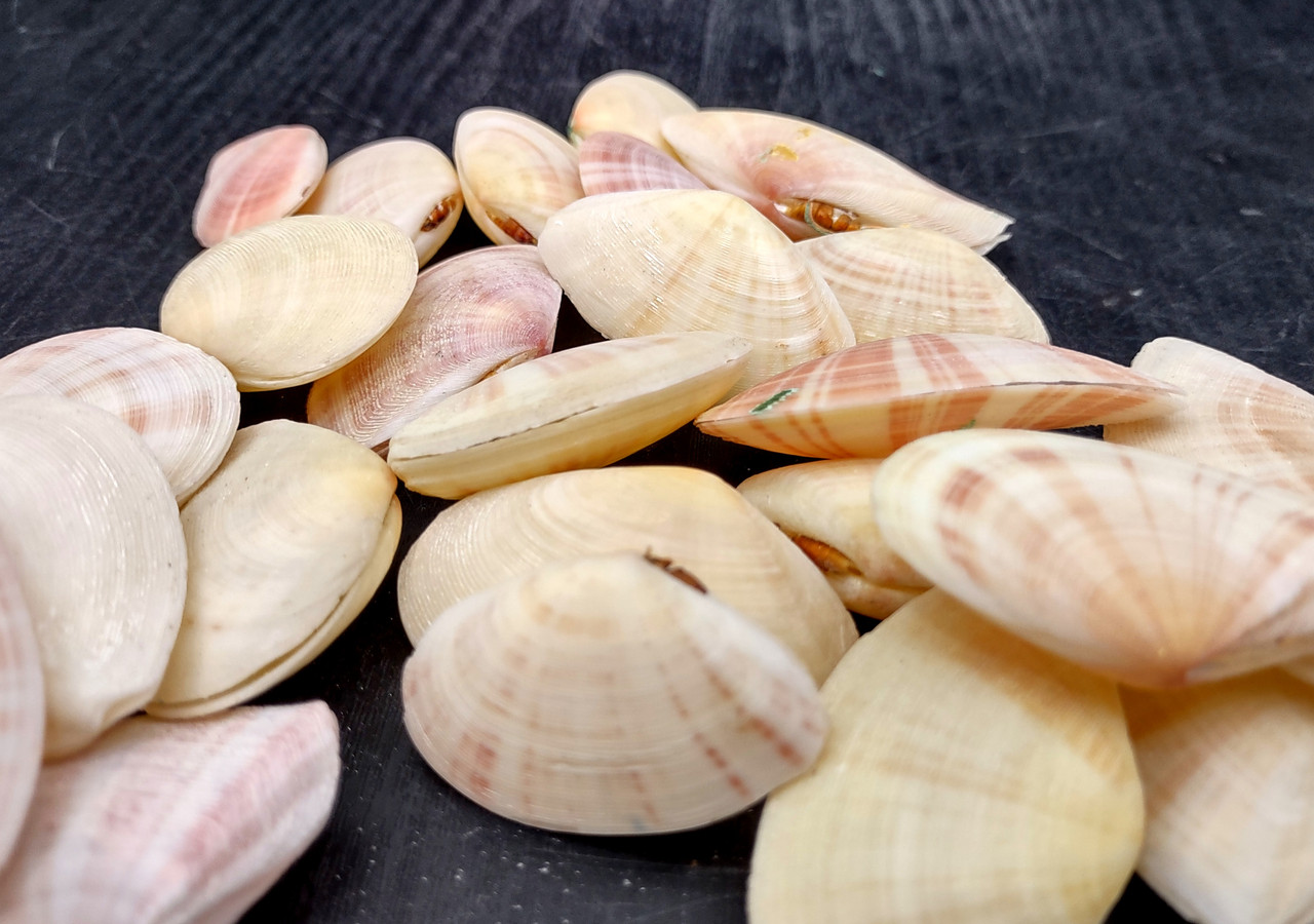 Sunrise Tellin Clam Seashells Tellina Radiata (10 shell pairs approx. 1 ...