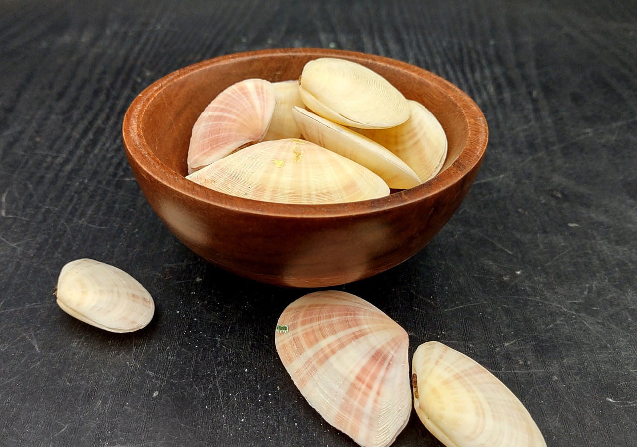 Sunrise Tellin Clam Seashells Tellina Radiata (10 shell pairs approx. 1 ...