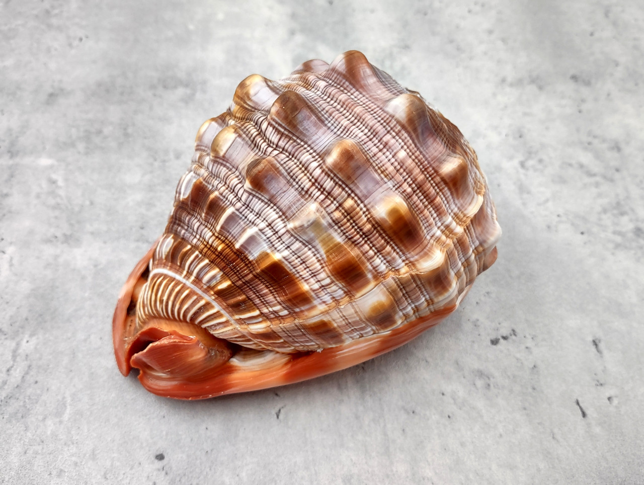 Bullmouth Helmet Seashell Cassis Rufa (1 shell approx. 5+ inches ...