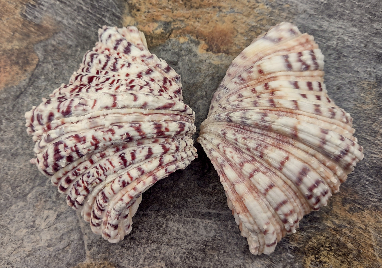 Bear Paw Clam Seashell Pair Hippopus Hippopus (1 shell pair approx. 4 ...