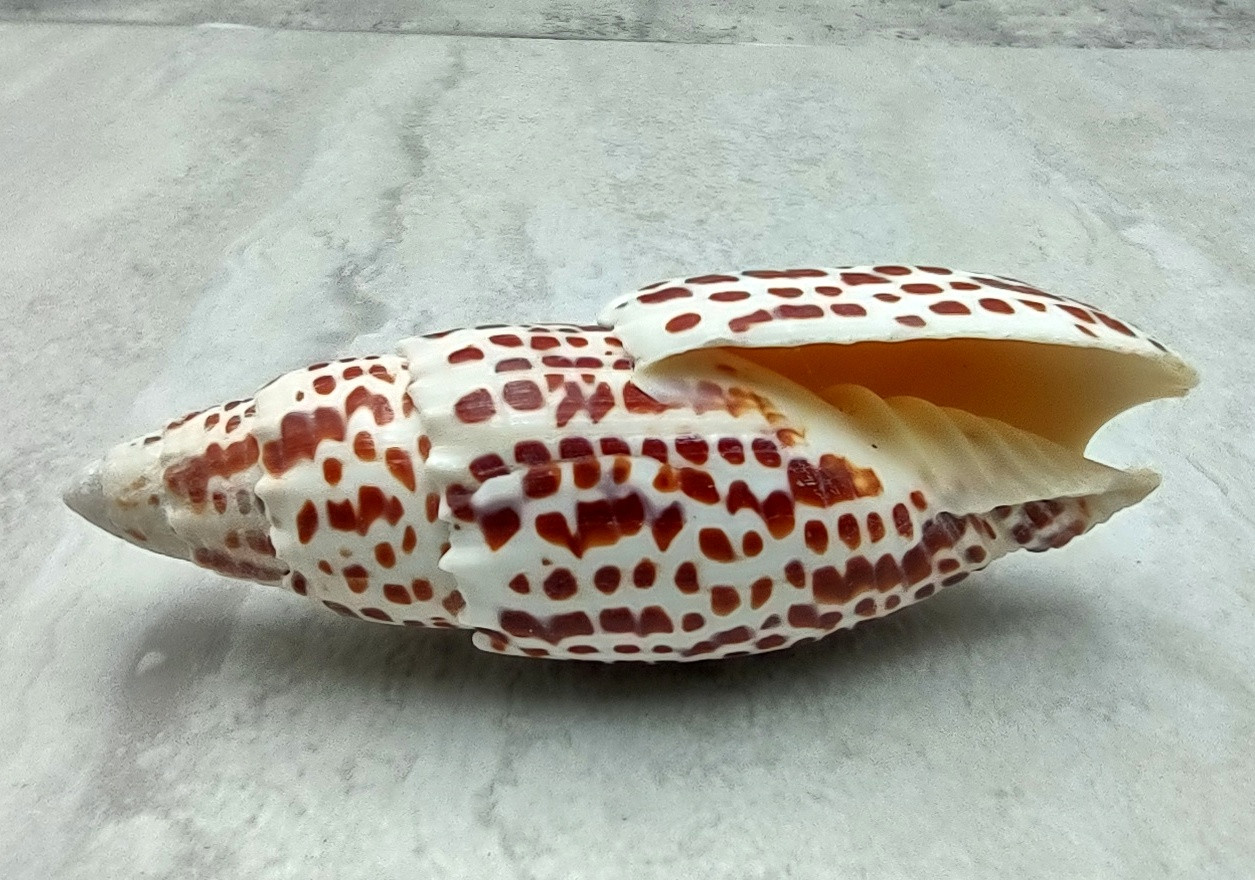 Papal Miter Seashell Polished Mitra Papilis (1 shell approx. 3+ inches ...