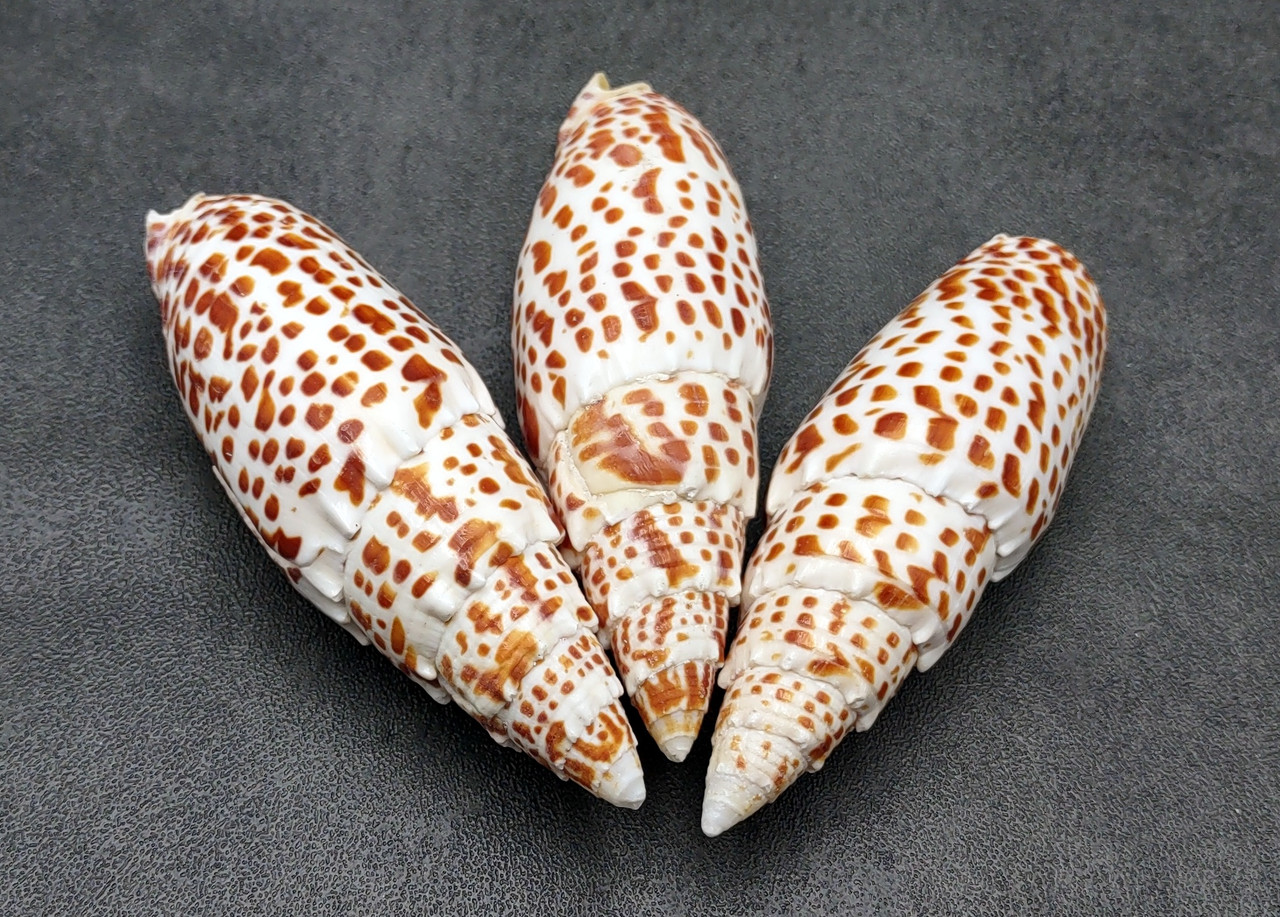 Papal Miter Seashell Polished Mitra Papilis (1 shell approx. 3+ inches ...