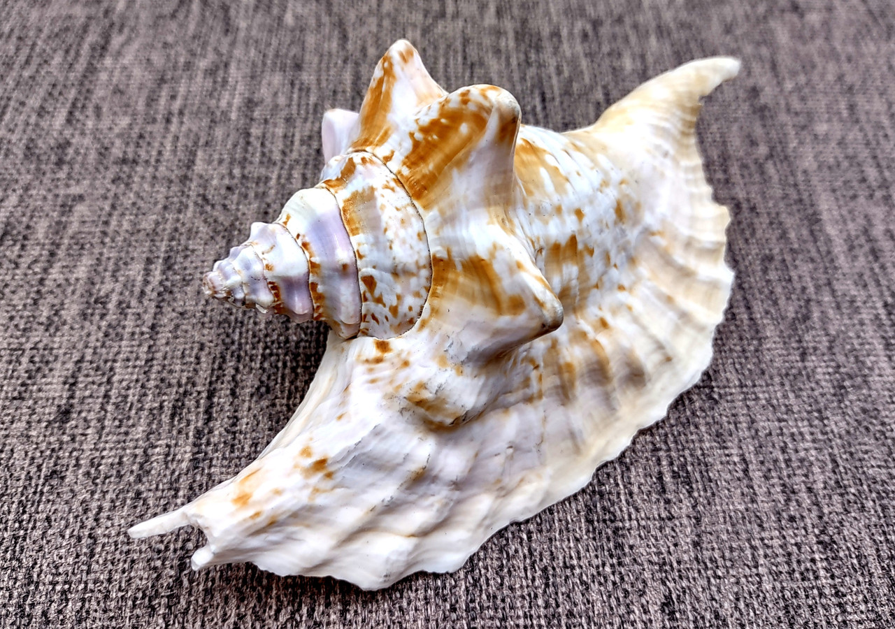 Rooster Conch Seashell Strombus Gallus (1 shell approx. 4+ inches) Conch shell great for coastal ...