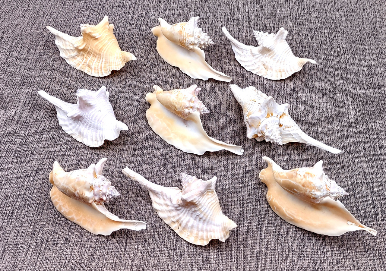 Rooster Conch Seashell Strombus Gallus (1 shell approx. 4+ inches ...