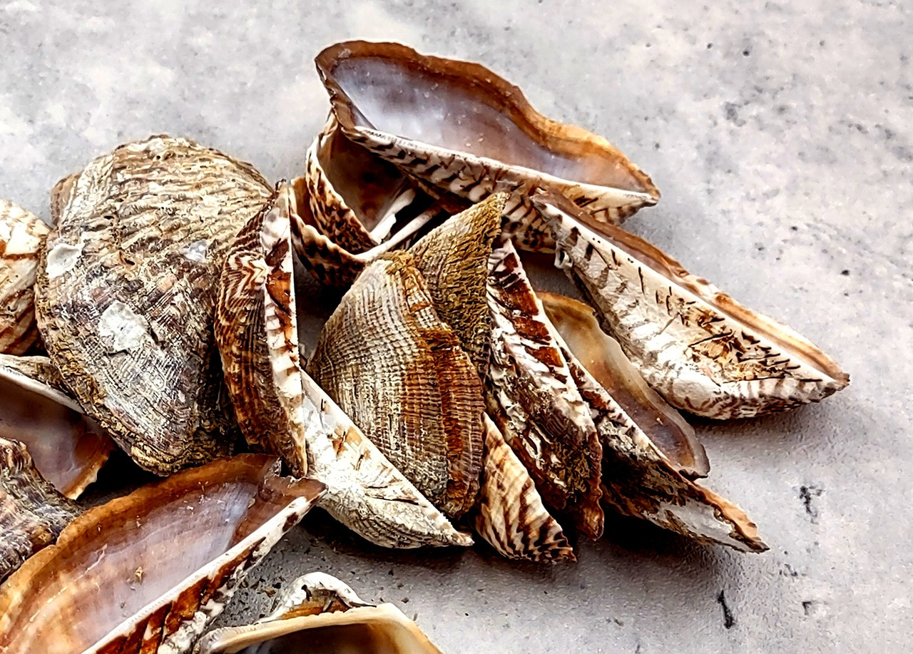 Turkey Wing Ark Clam Seashells Arca Zebra (20 shells 1.5+ inches ...