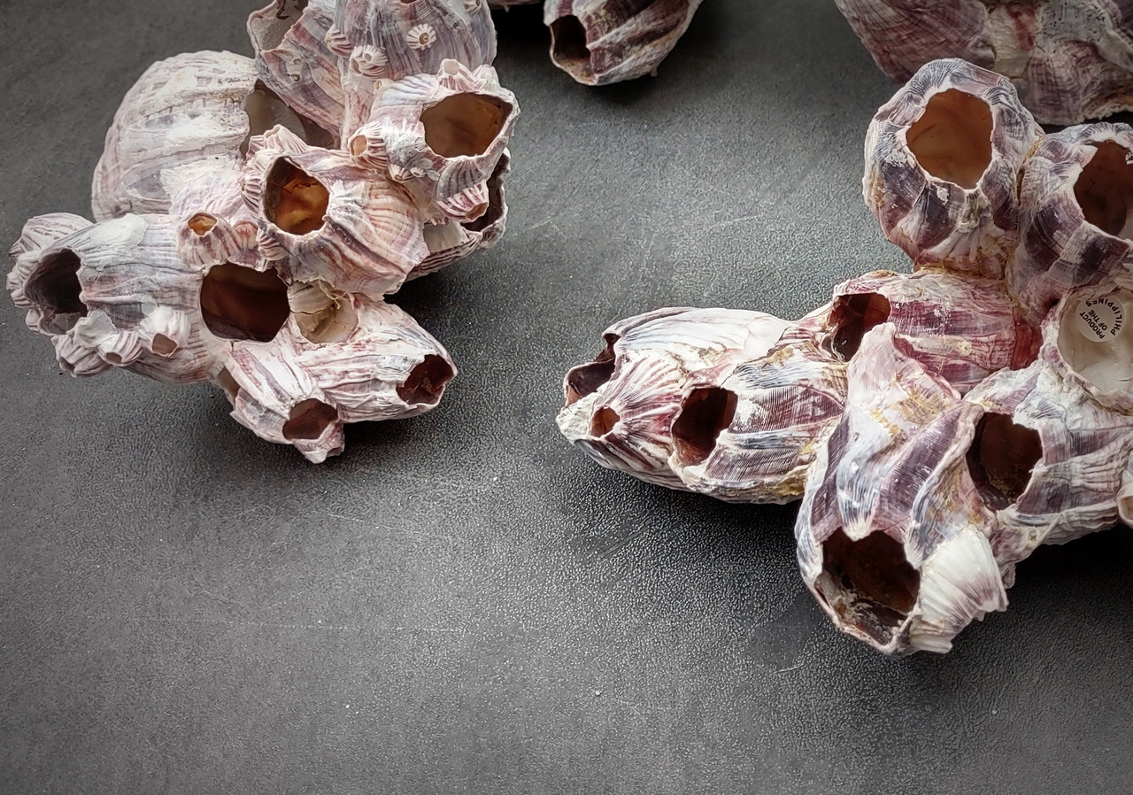 Purple White Barnacle Cluster (1 barnacle cluster approx. 3-4+ inches ...