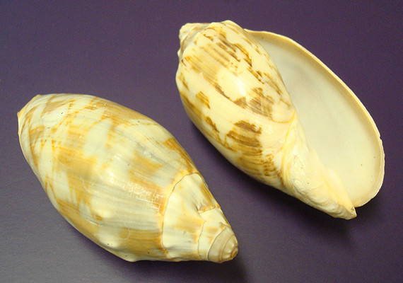 Bat Volute Seashells Cymbiola Vespertilio (3 shells approx. 2+ inches ...