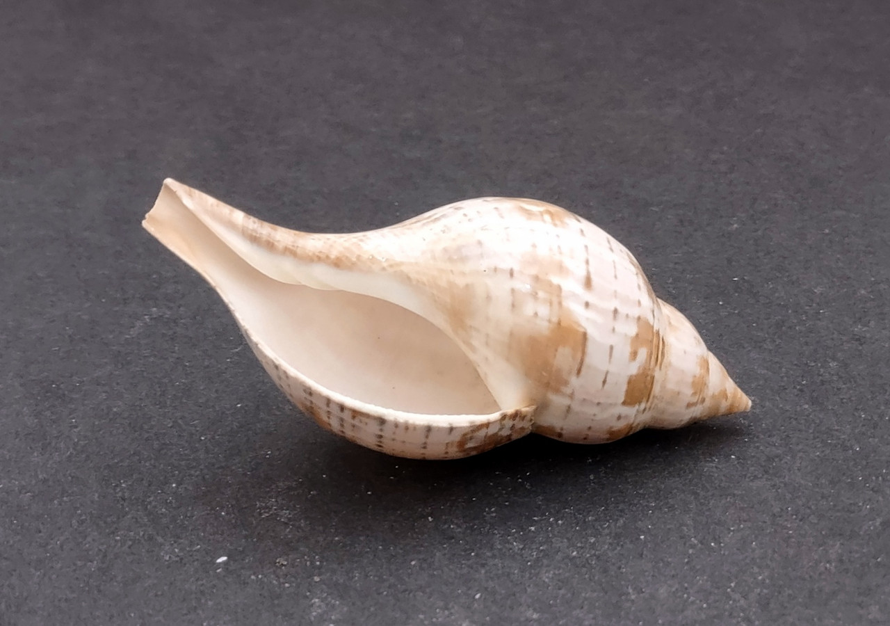 True Tulip Seashell Polished Fasciolaria Tulipa (1 shell approx. 3 ...