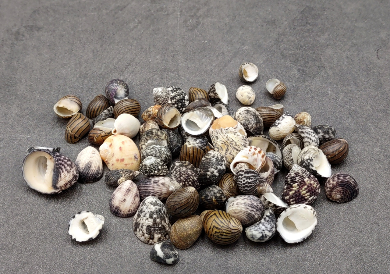 Nerite Seashell Assortment Mix Neritidae (approx. half cup 45+ shells 0 ...