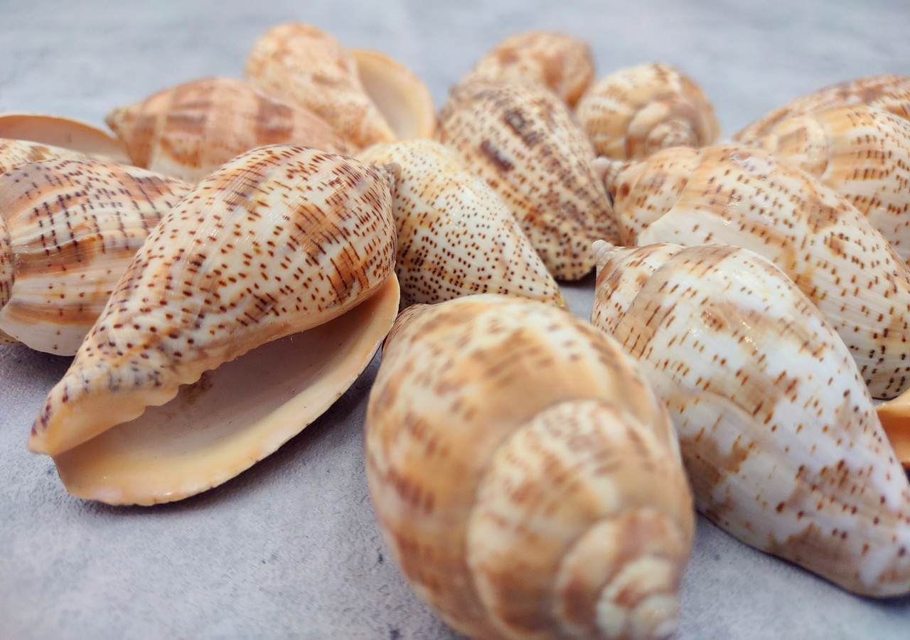 Brown Lined Volute Seashells Harpulina Lapponica (4 shells approx. 2 ...